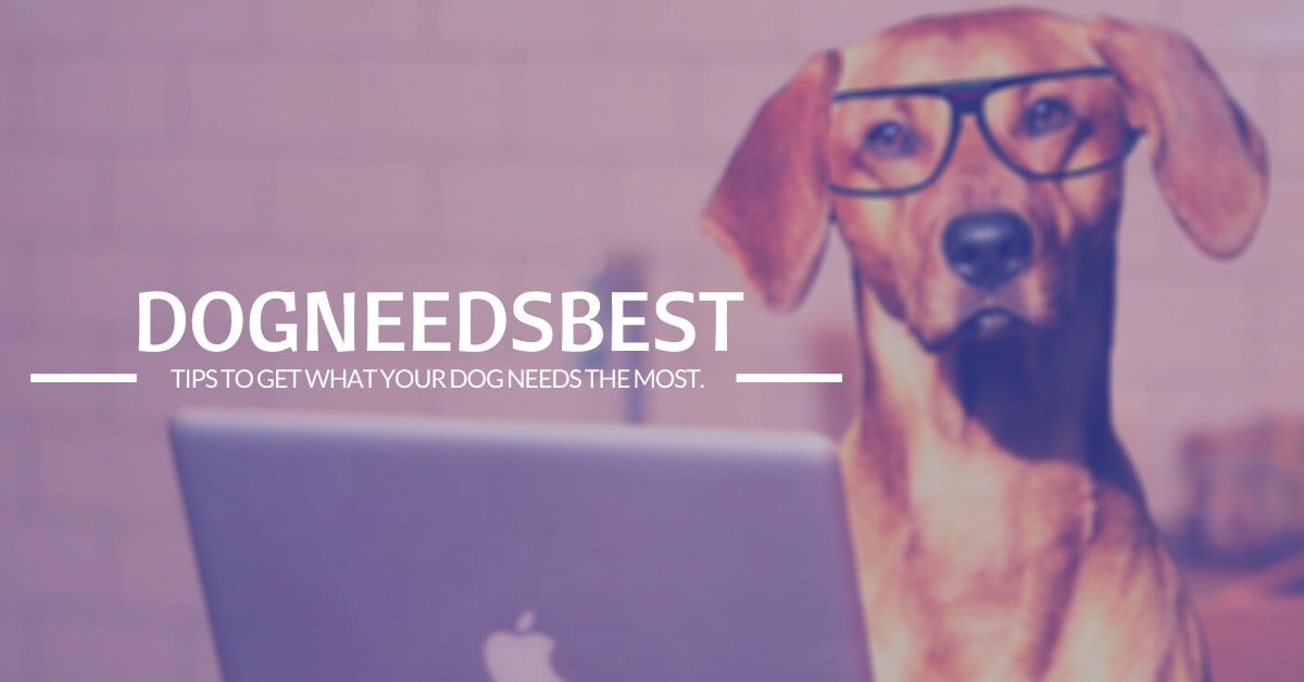 Dog Needs Best - Tips and Tricks For Canine Lovers - DogNeedsBest